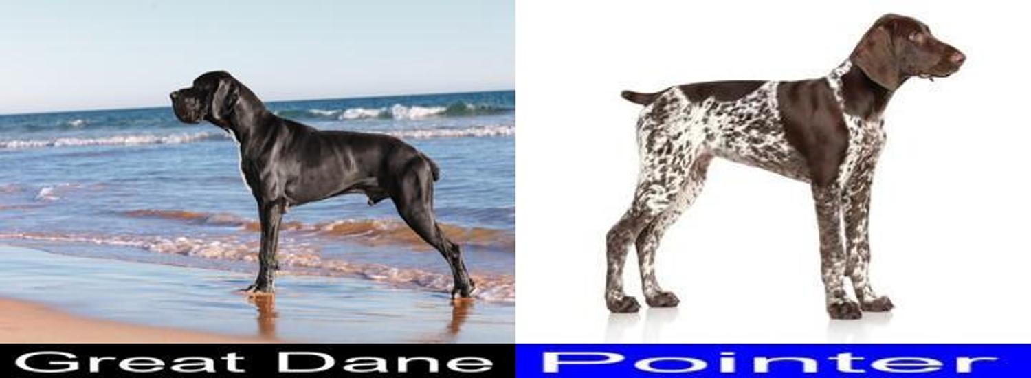 Differences and Similarities between the Great Dane and the Pointer ...