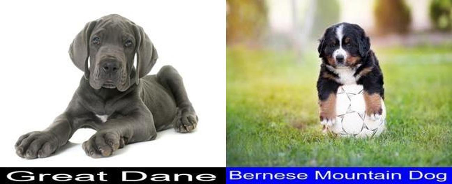 Why the Great Dane is Better than the Bernese Mountain Dog as a Pet ...